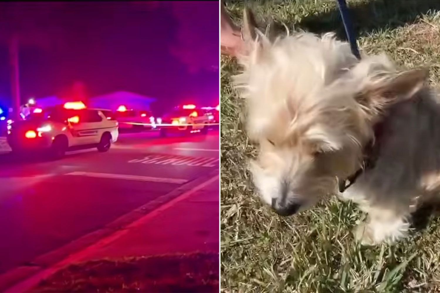 2 dogs dead and 2 people injured after off-leash pit bulls attacked ...