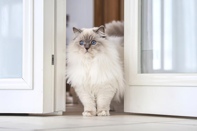 Meet 'Grandma Cat' Summer: The ragdoll stealing kittens for love and fun