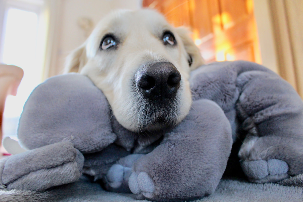 Golden retriever needs his favorite stuffed animal while taking a bath ...