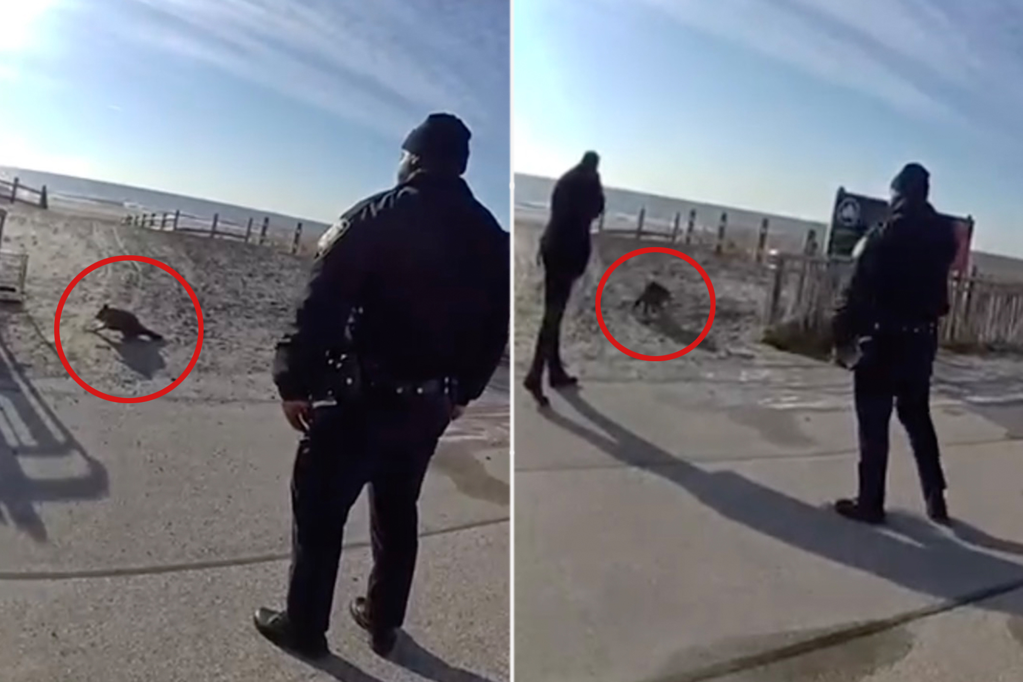 Aggressive raccoon that charged at a group of people shot dead on NYC ...