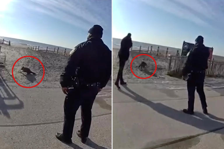 Aggressive raccoon that charged at a group of people shot dead on NYC ...