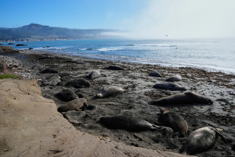 Elephant seals return to Año Nuevo State Park, drawing visitors to ...