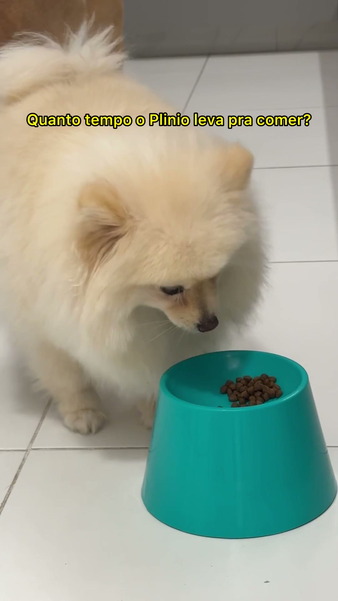 Quanto tempo o Plinio leva pra comer?