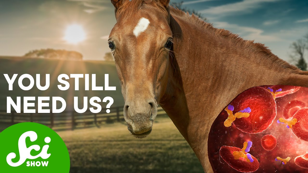 A universal cure for snake bites?