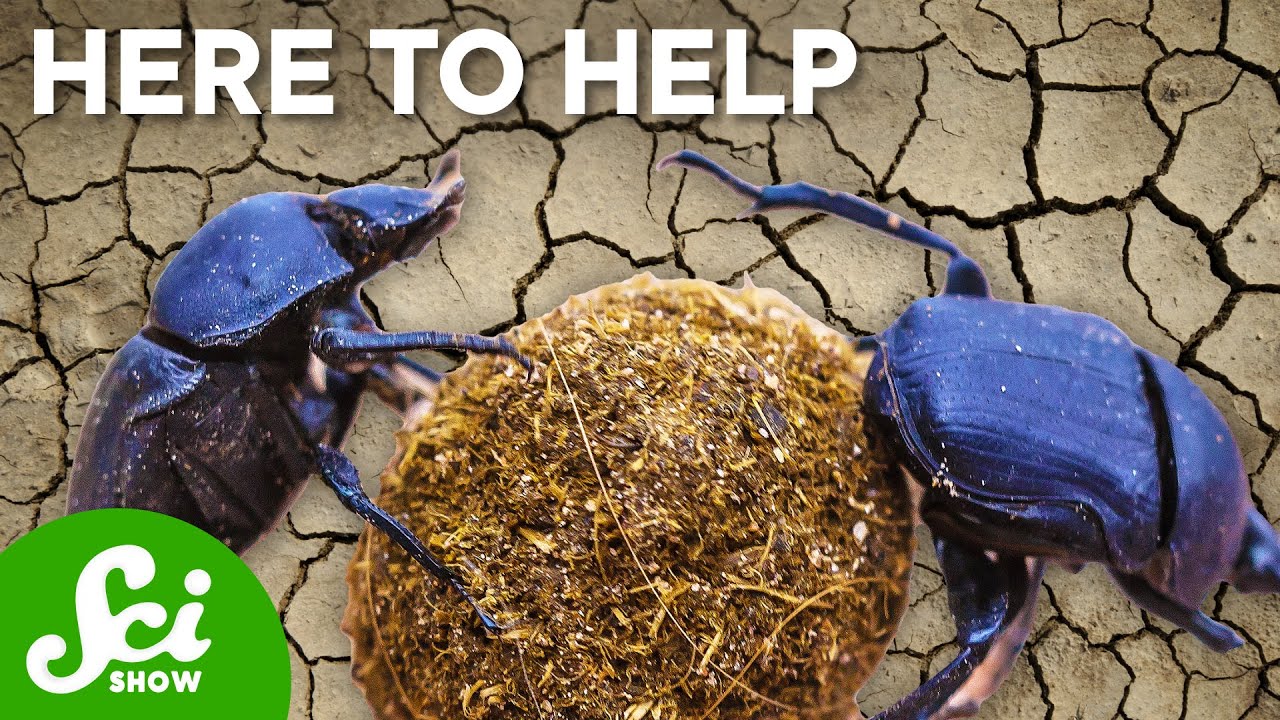 How dung beetles clean up our messes