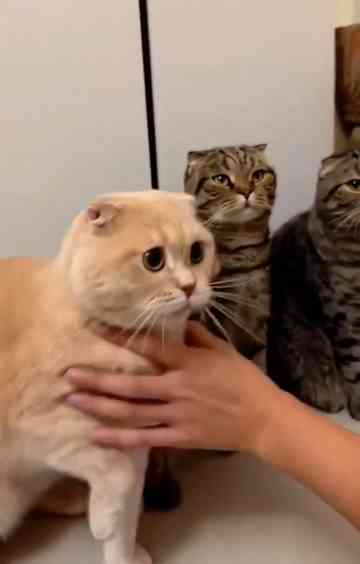 Orange cat's like, whatever it, is I'm all in..🐈🐾😅