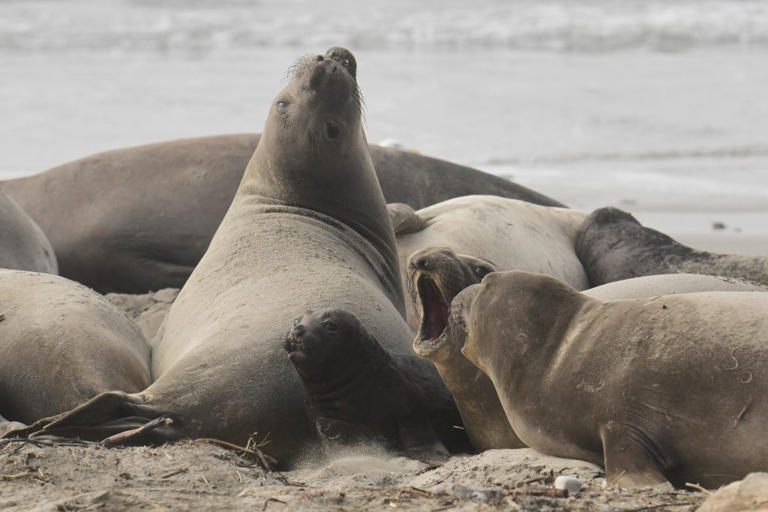 Elephant seals return to Año Nuevo State Park, drawing visitors to ...