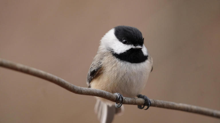 The adorable backyard bird to look for in winter (& how to best attract it)