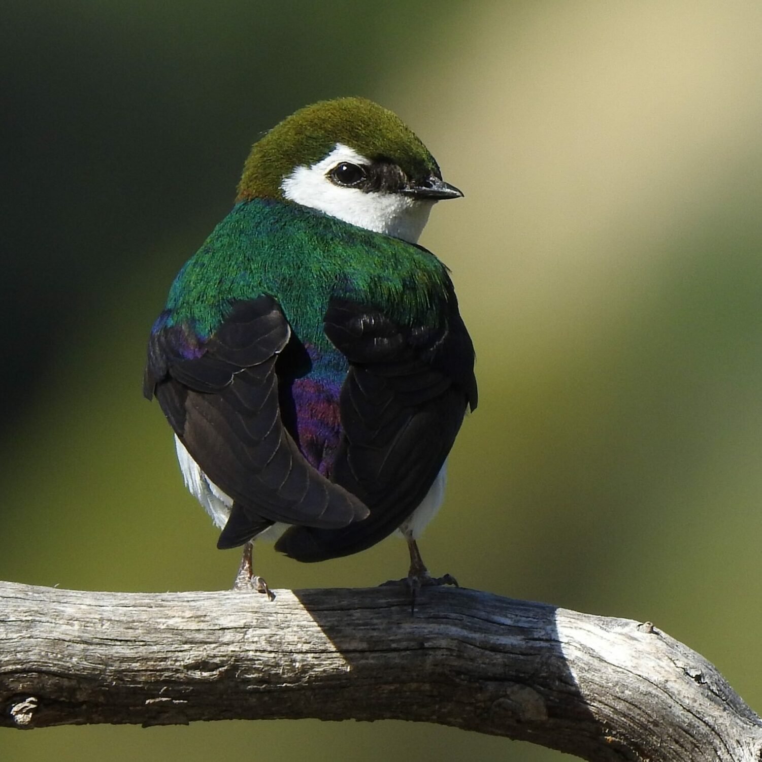 How to identify a violet-green swallow