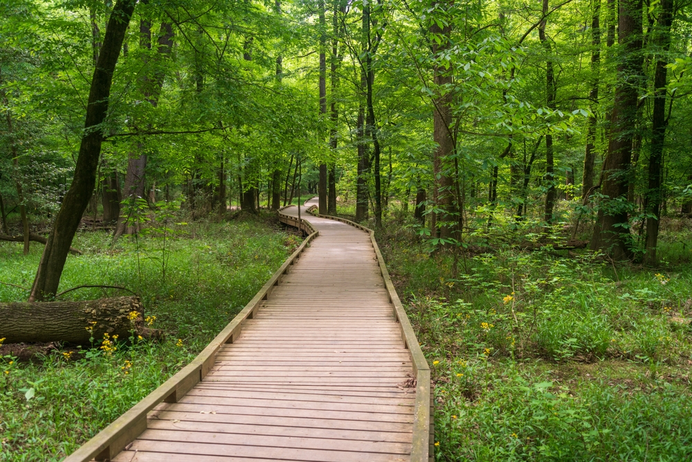 12 Southern US wildlife trips with boardwalks, swamps, and cypress trees