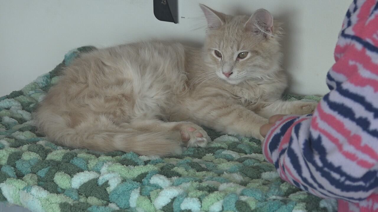 The Cattitude Cafe to close its doors for good next Saturday