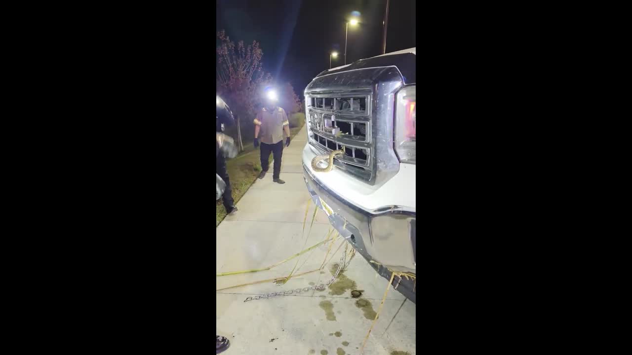 Snake found in truck grille safely returned home