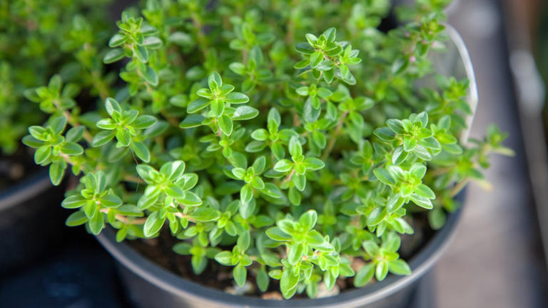 Start this slow-growing herb today and enjoy a fresh harvest by spring