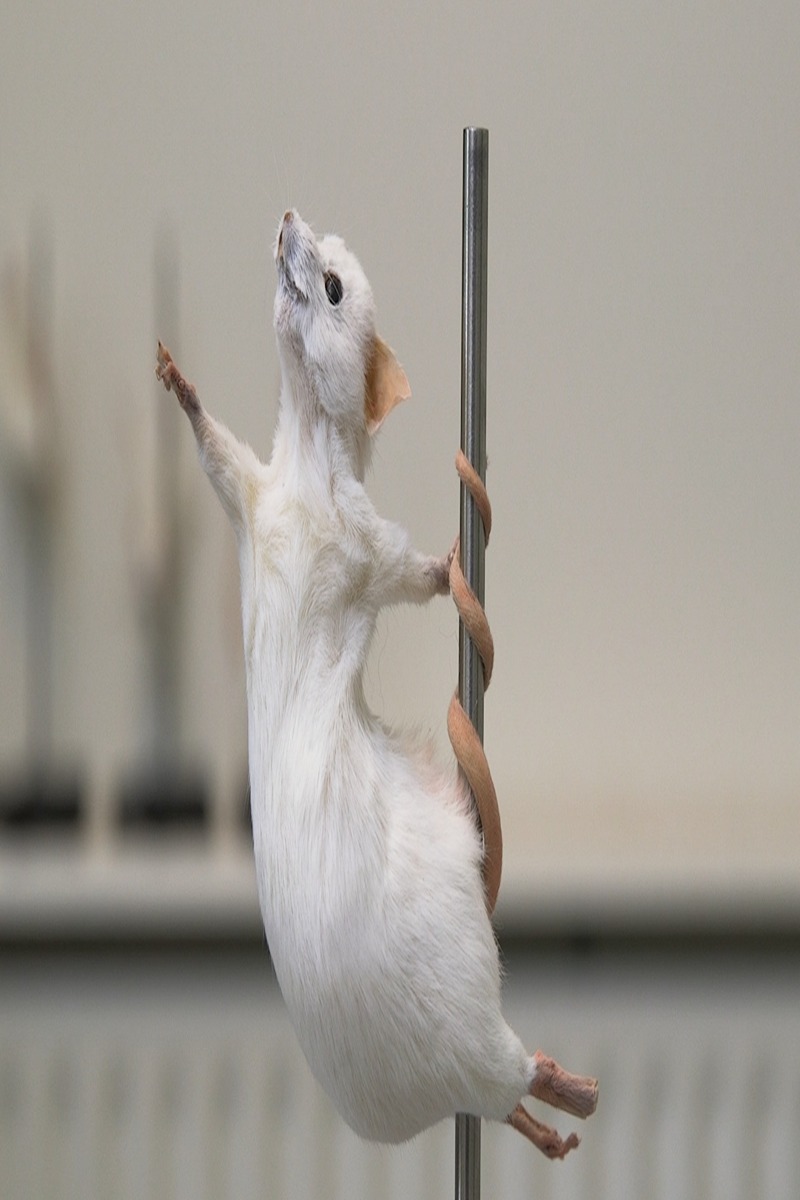 Inside the world of taxidermy mice art