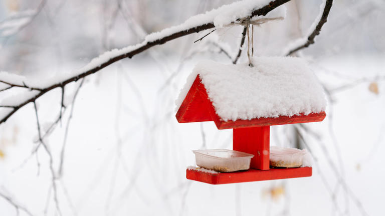 The adorable backyard bird to look for in winter (& how to best attract it)