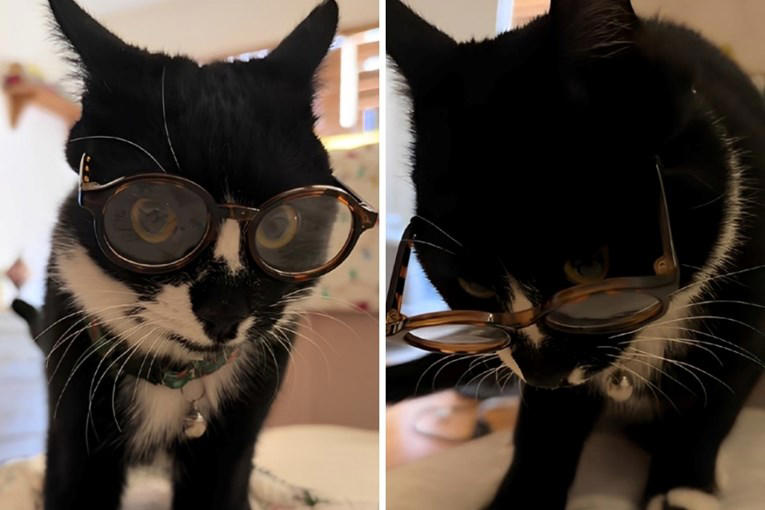 Tuxedo cat in reading glasses becomes a TikTok sensation