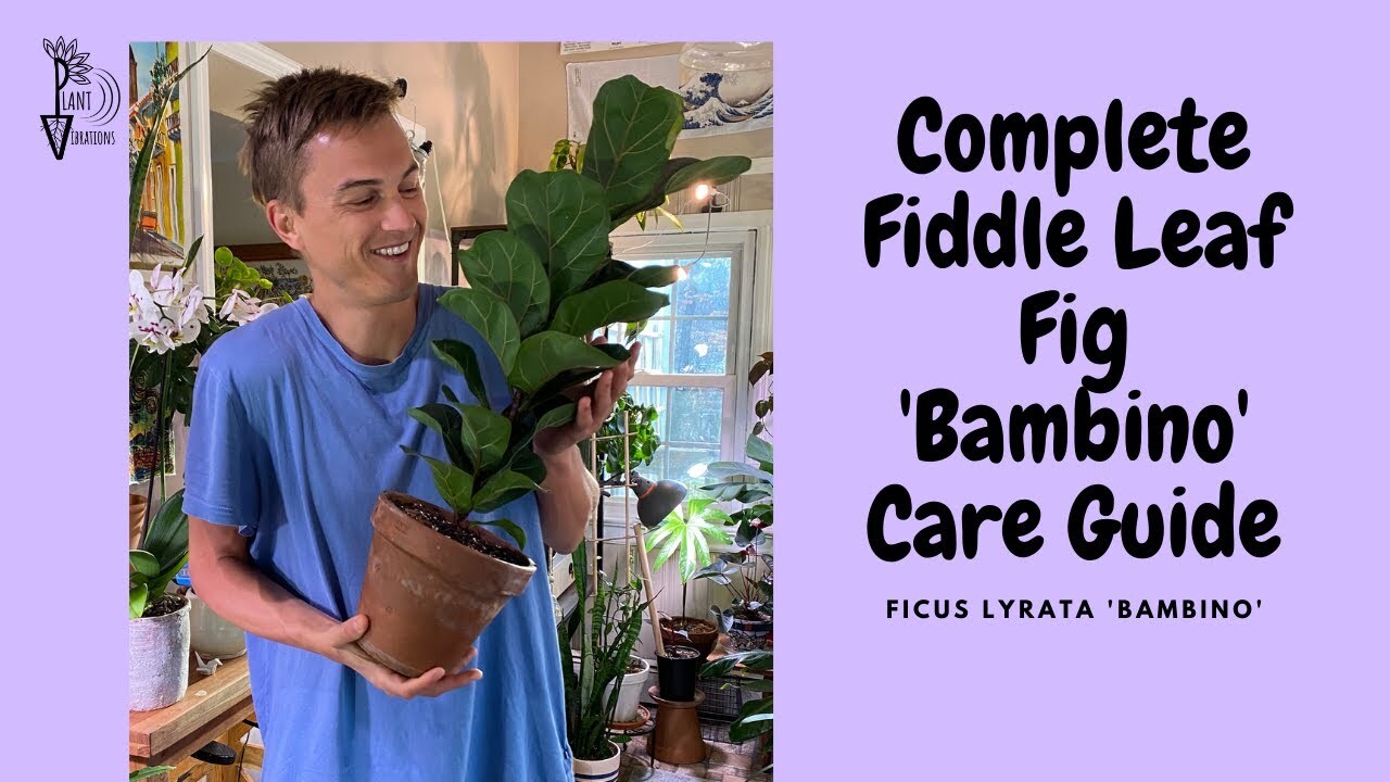 Fiddle leaf fig 'Bambino' care - Ficus lyrata tree care