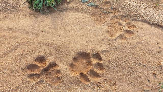 Viral video shows wild predator strolling through unexpected location ...