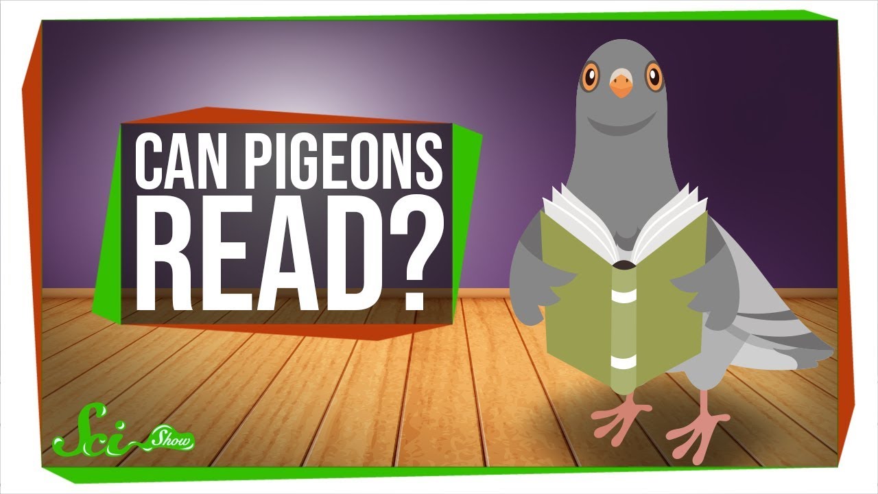Can pigeons really read?