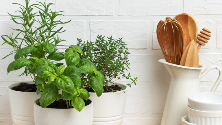Start this slow-growing herb today and enjoy a fresh harvest by spring