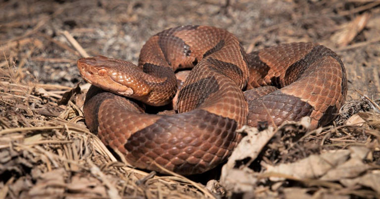 I survived a copperhead snake bite—here's what I learned