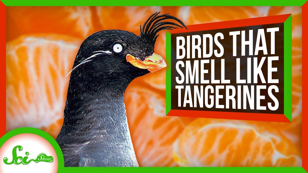 These birds smell like tangerines