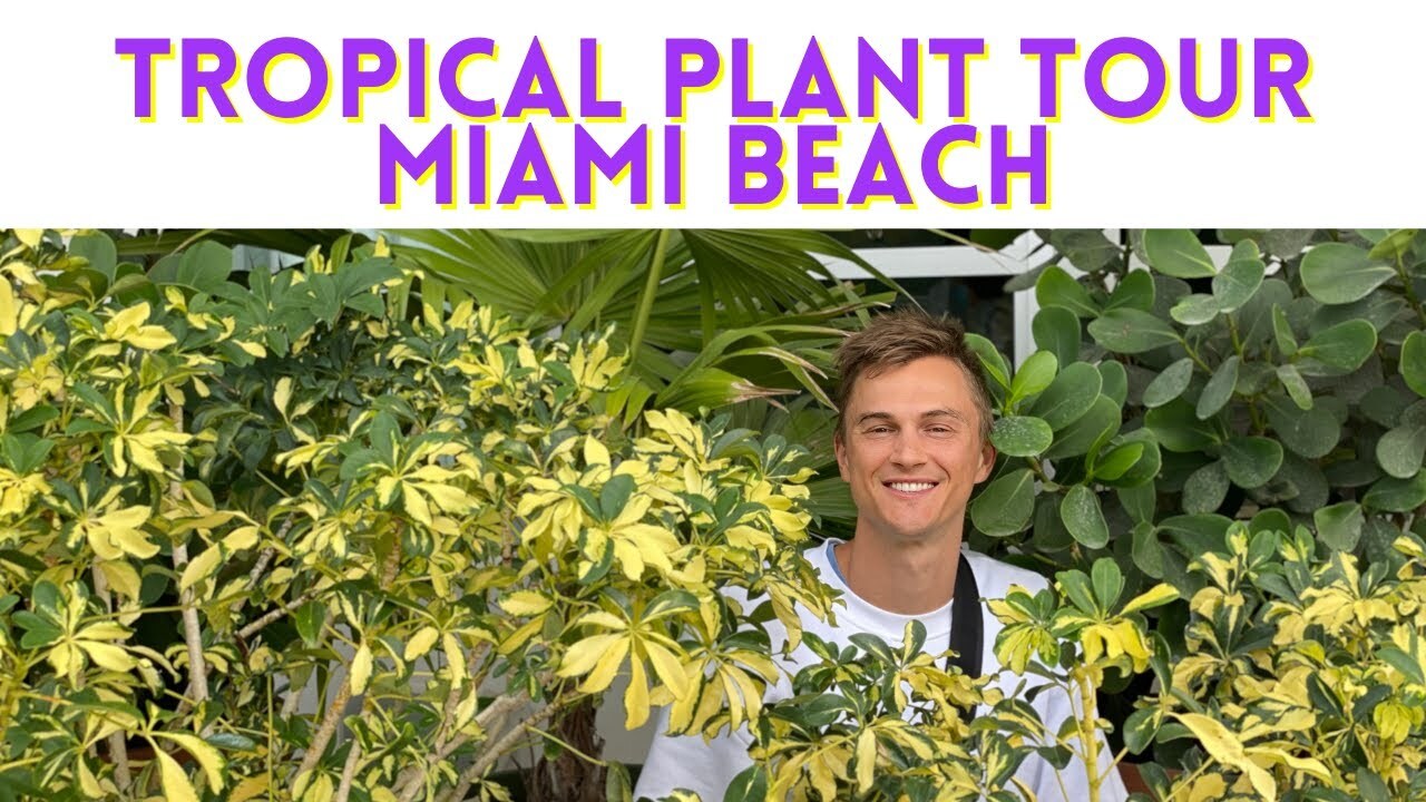 Tropical plant tour in Miami Beach - House plants outside