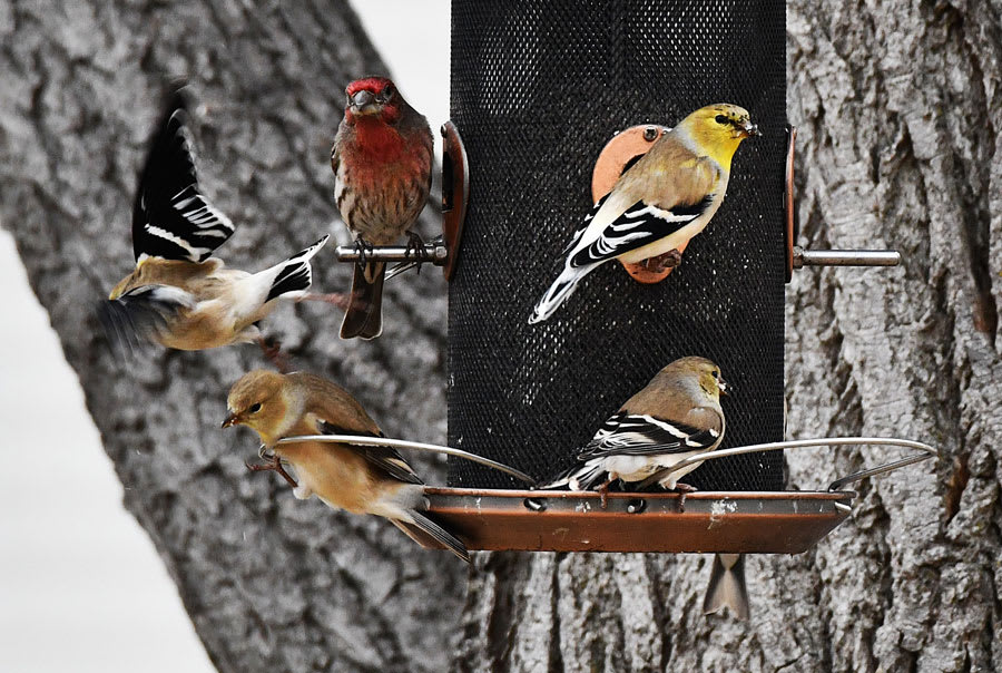 Strange January weather has backyard wildlife acting peculiarly