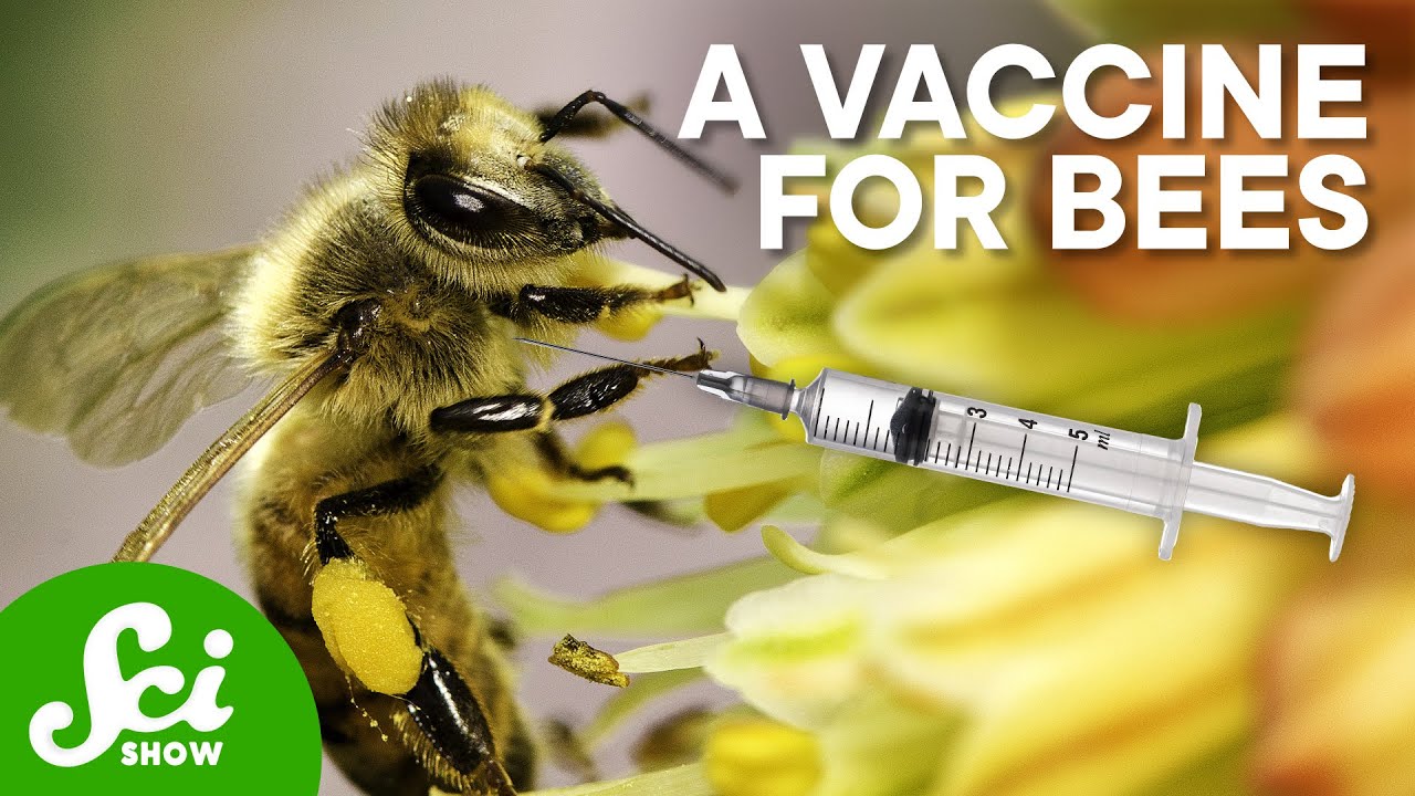 We can give vaccines to honey bees!
