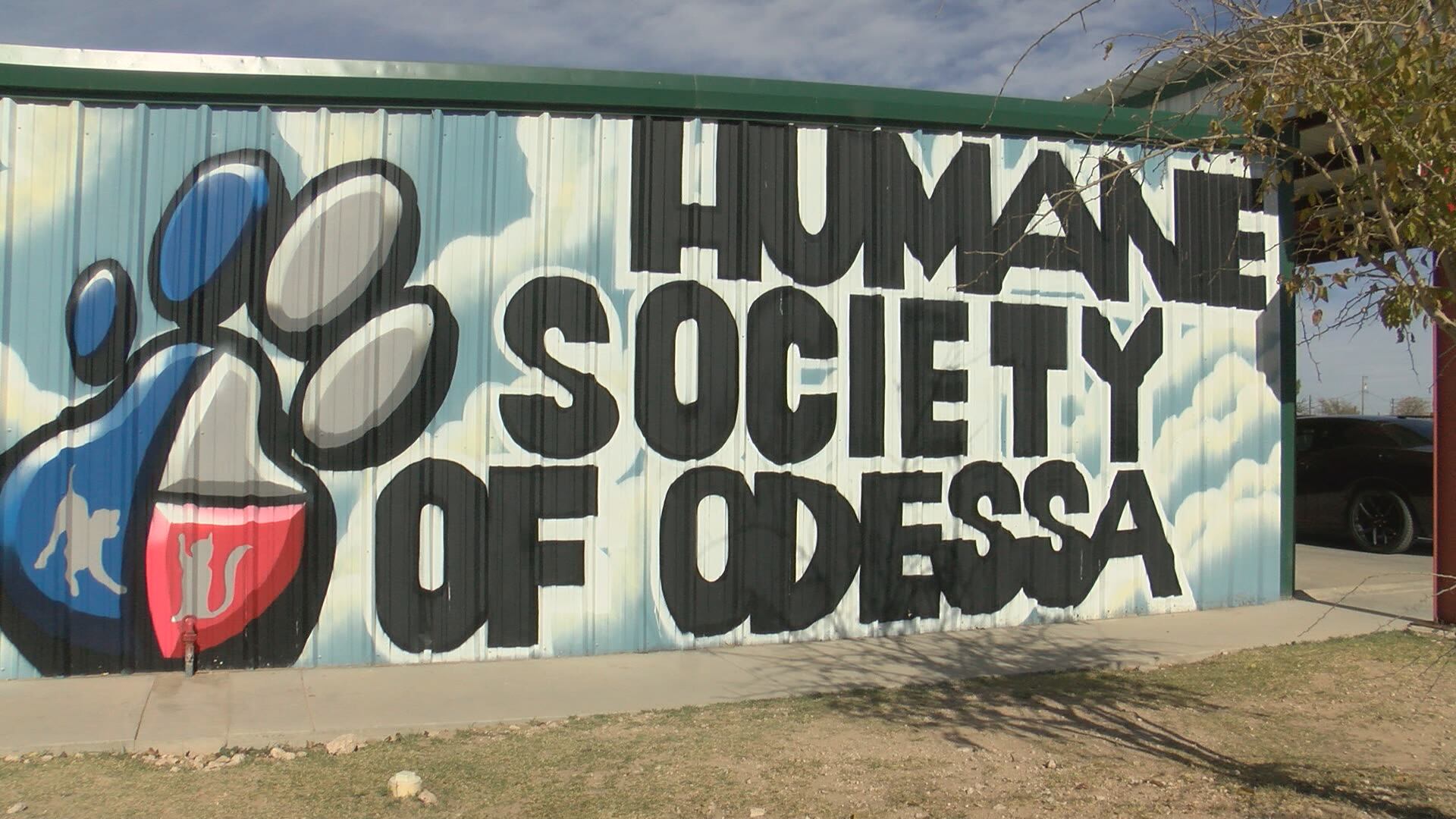 Humane Society of Odessa waives adoption fees for winter freeze foster ...