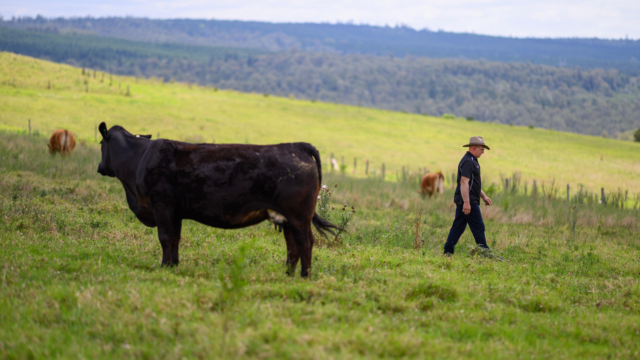 Queensland family trades cattle breeding for steak searing