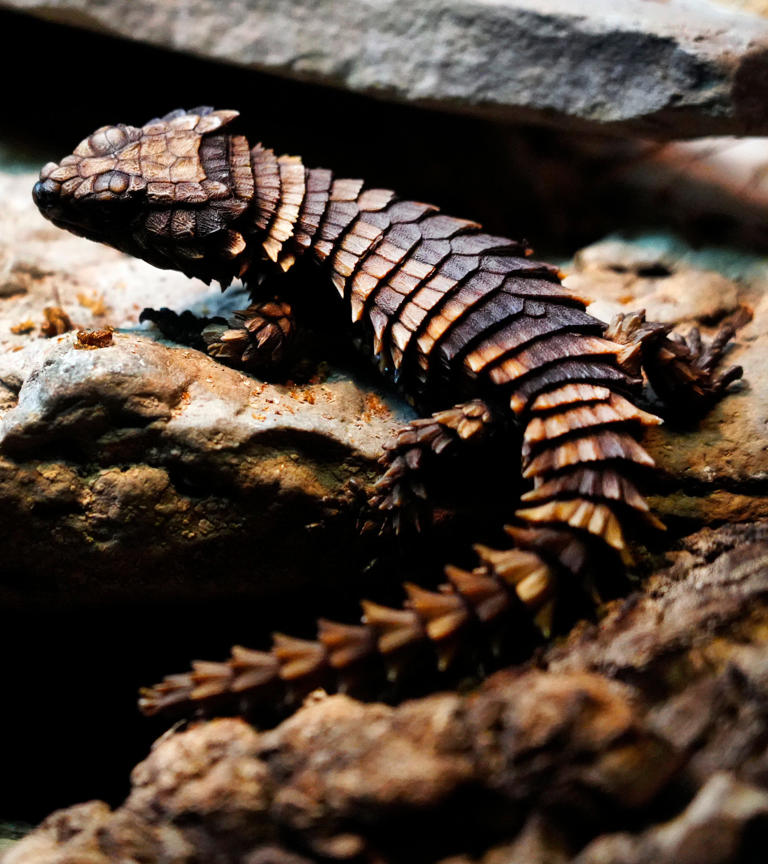 From slimy hellbenders to fungus-eating ants, meet the Cincinnati Zoo's ...