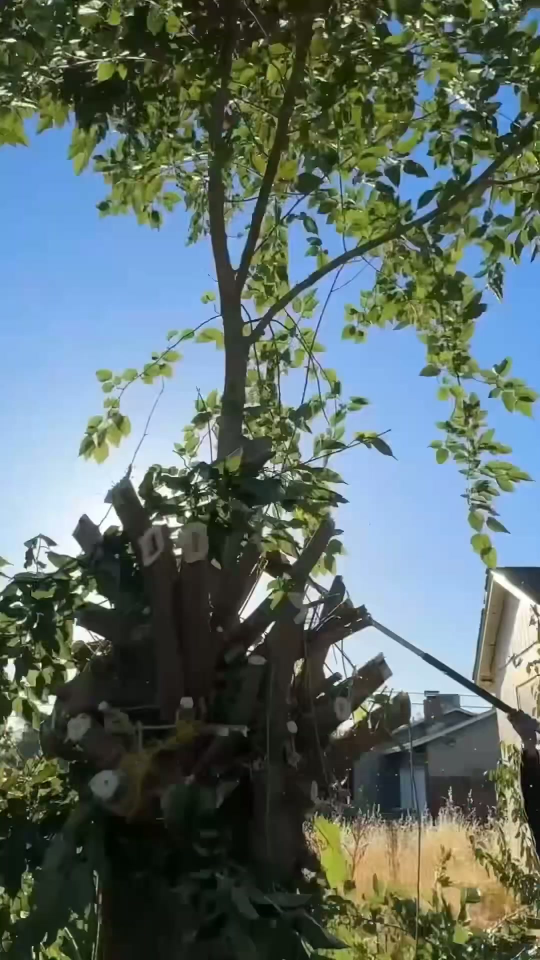 Ya tengo camioneta ¿me volveré patrón? | Buscando el sueño americano ...