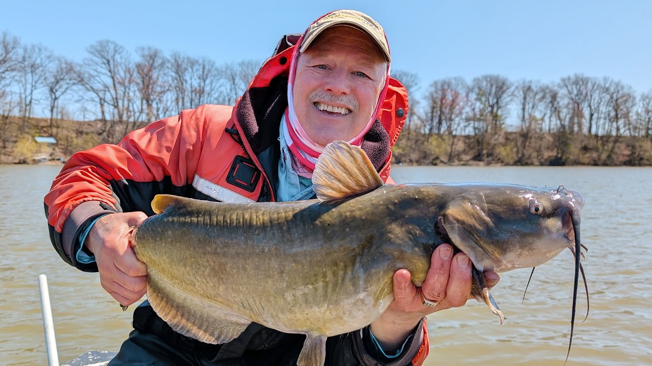 Big bait for big catfish