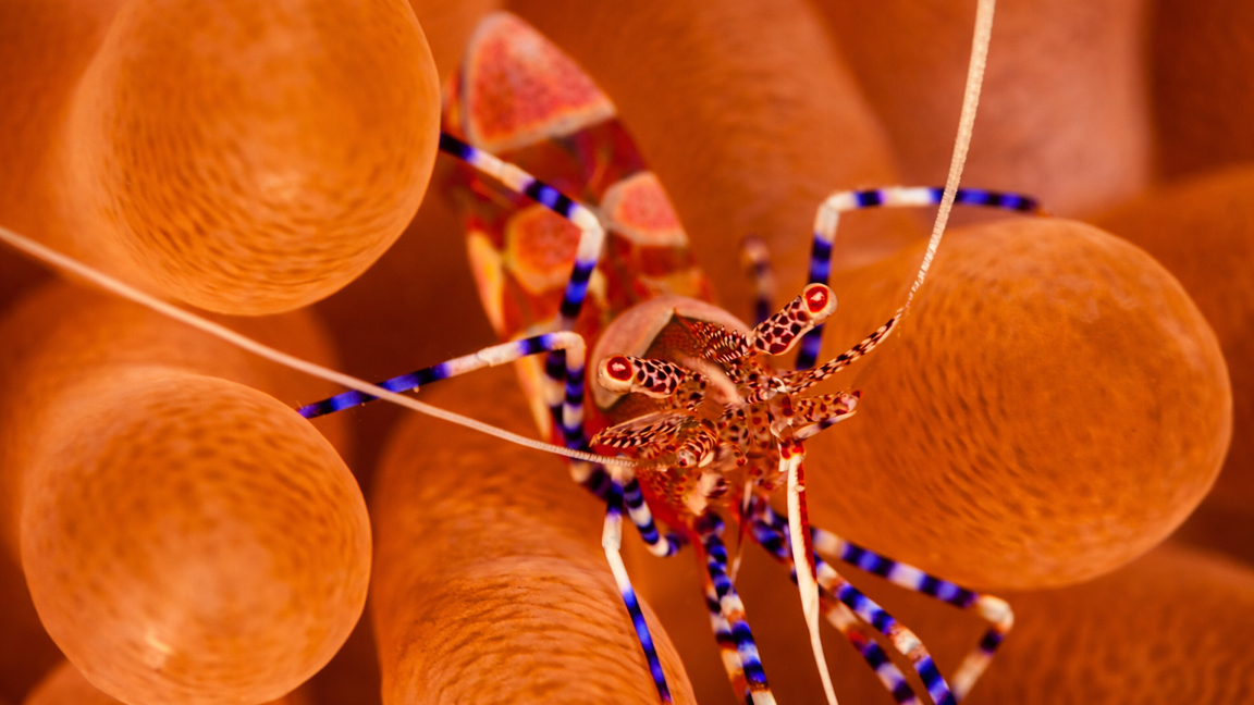 A tiny shrimp in coral shelter