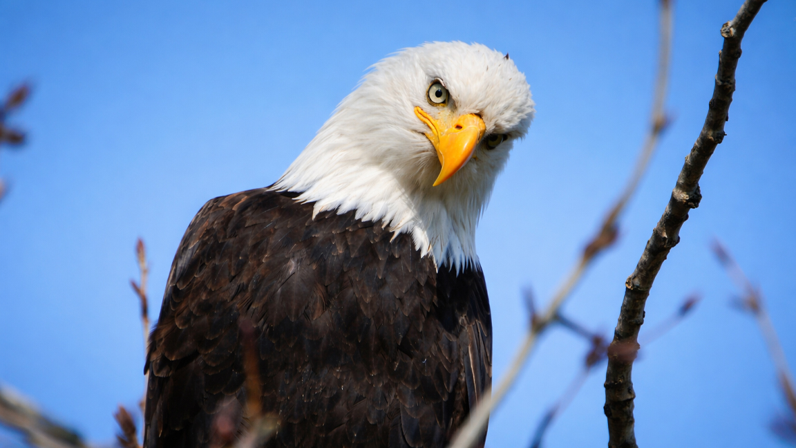 Indringende blik van een Amerikaanse zeearend