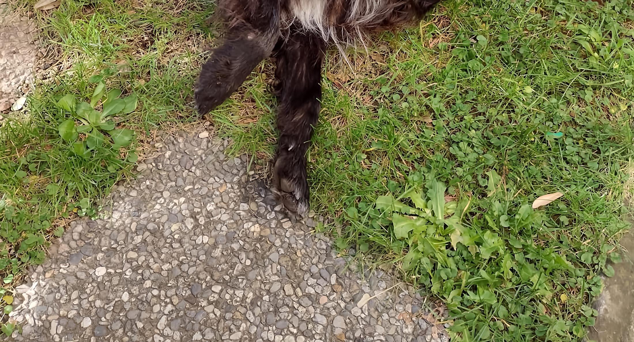 Cane senza guinzaglio. C’è la multa da 100 euro