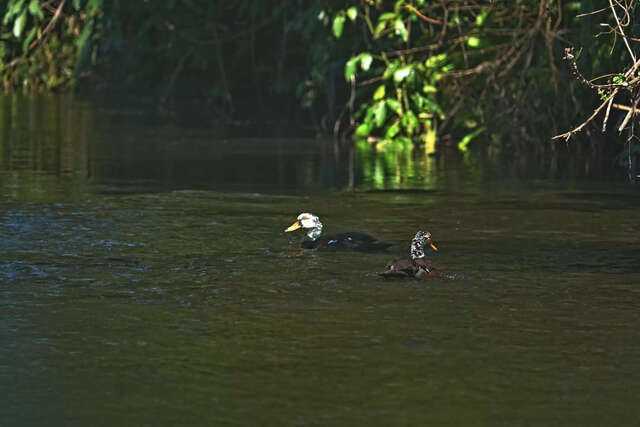 Conservation crisis: The struggle of Assam's white-winged wood duck