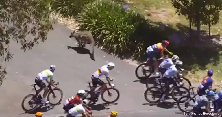 🎥 Bizarre scenes in Australia as kangaroo causes crash involving Tour ...