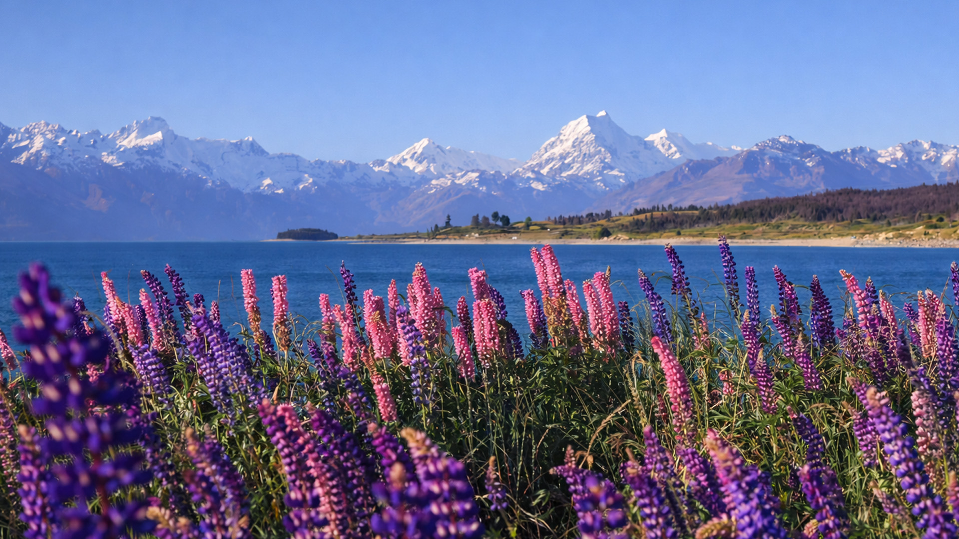 Visiteresti la Nuova Zelanda durante la fioritura dei lupini?