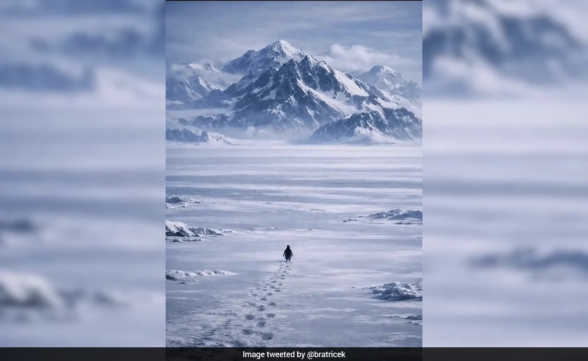 The 'Nihilist Penguin' trend: Unpacking internet psychology and science ...