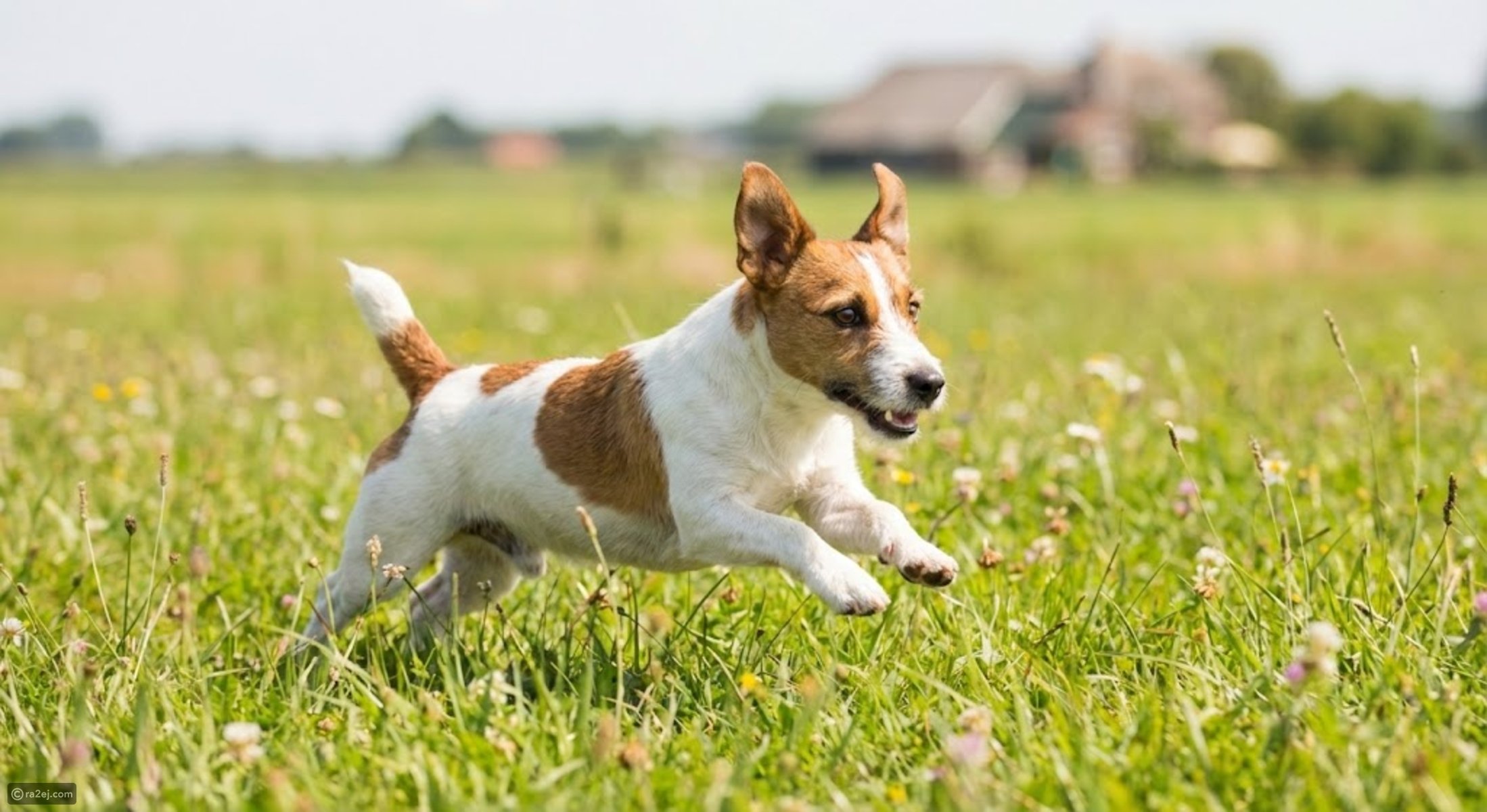 The 10 most difficult dog breeds to train