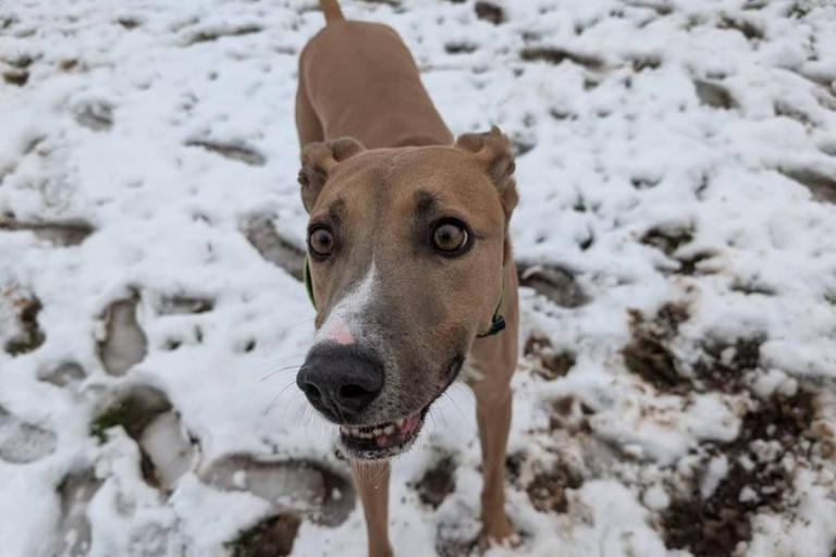 Britain's 'loneliest' dog finally adopted