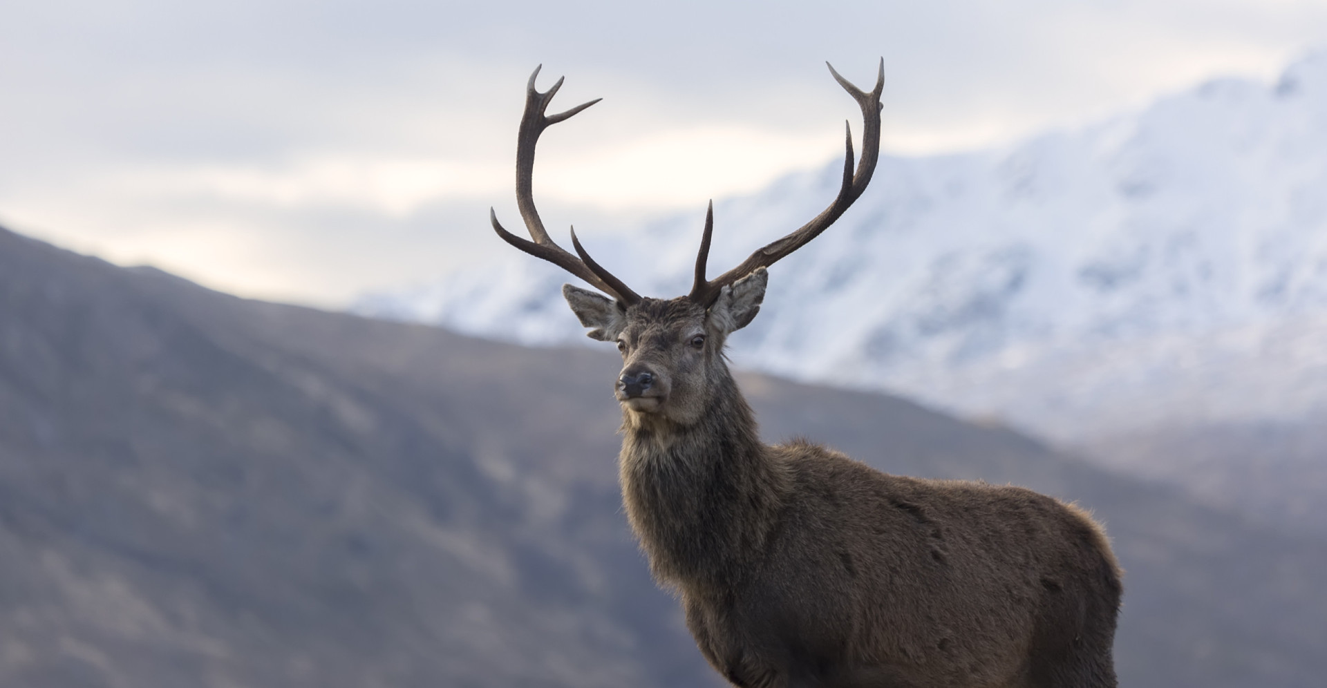 Nature's most incredible horns and antlers