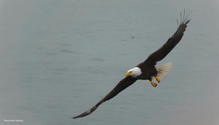 Here’s why bald eagle sightings have soared across Alberta