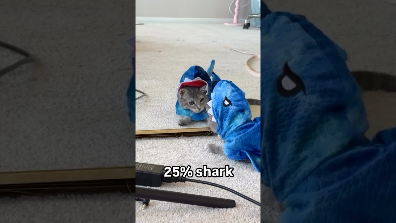 Cat ancestry revealed