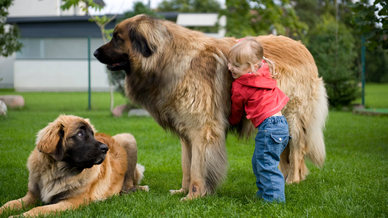 15 dog breeds that shed the most