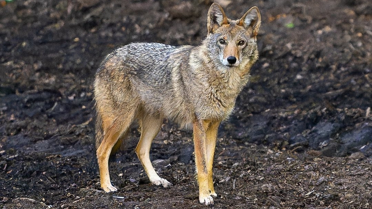 The predators expanding into new areas faster than most people realize