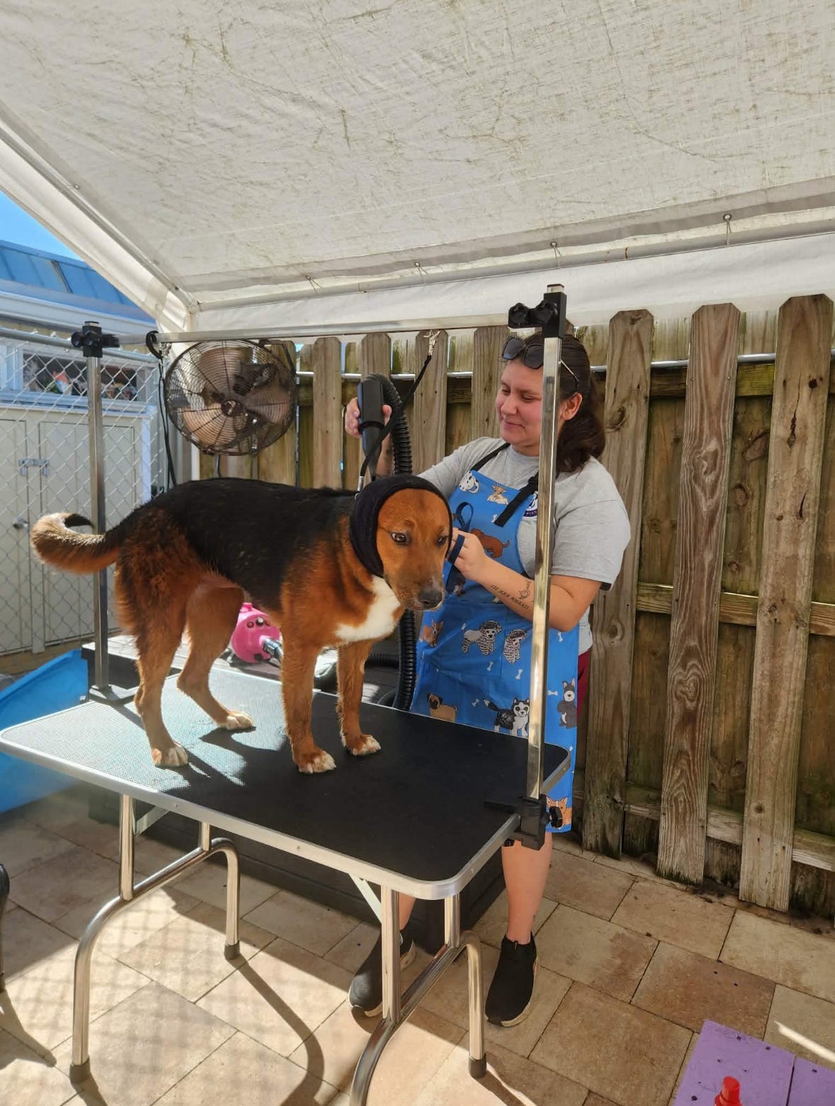 Local groomer donates a full day of grooming to HALO No-Kill Rescue