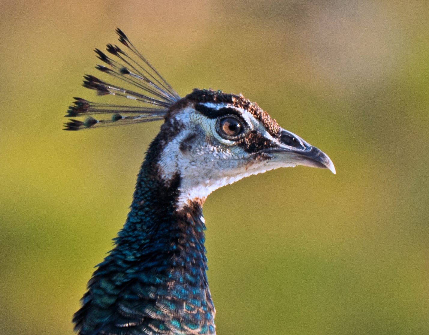 Best SW Florida reader photos include Bokeelia, Punta Gorda